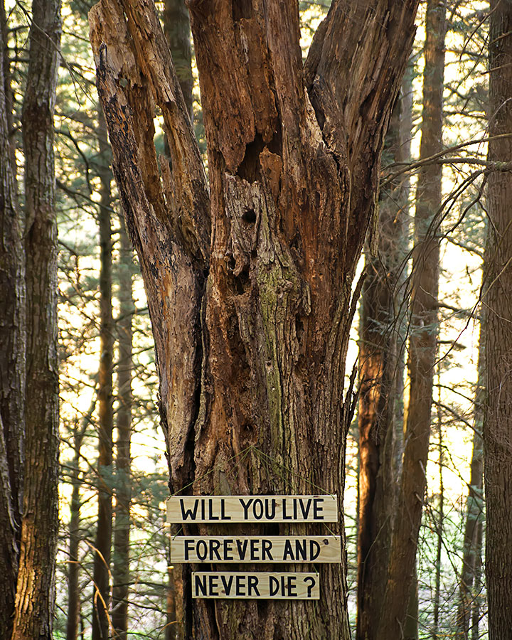 01-Live-Forever | Franconia Sculpture Park